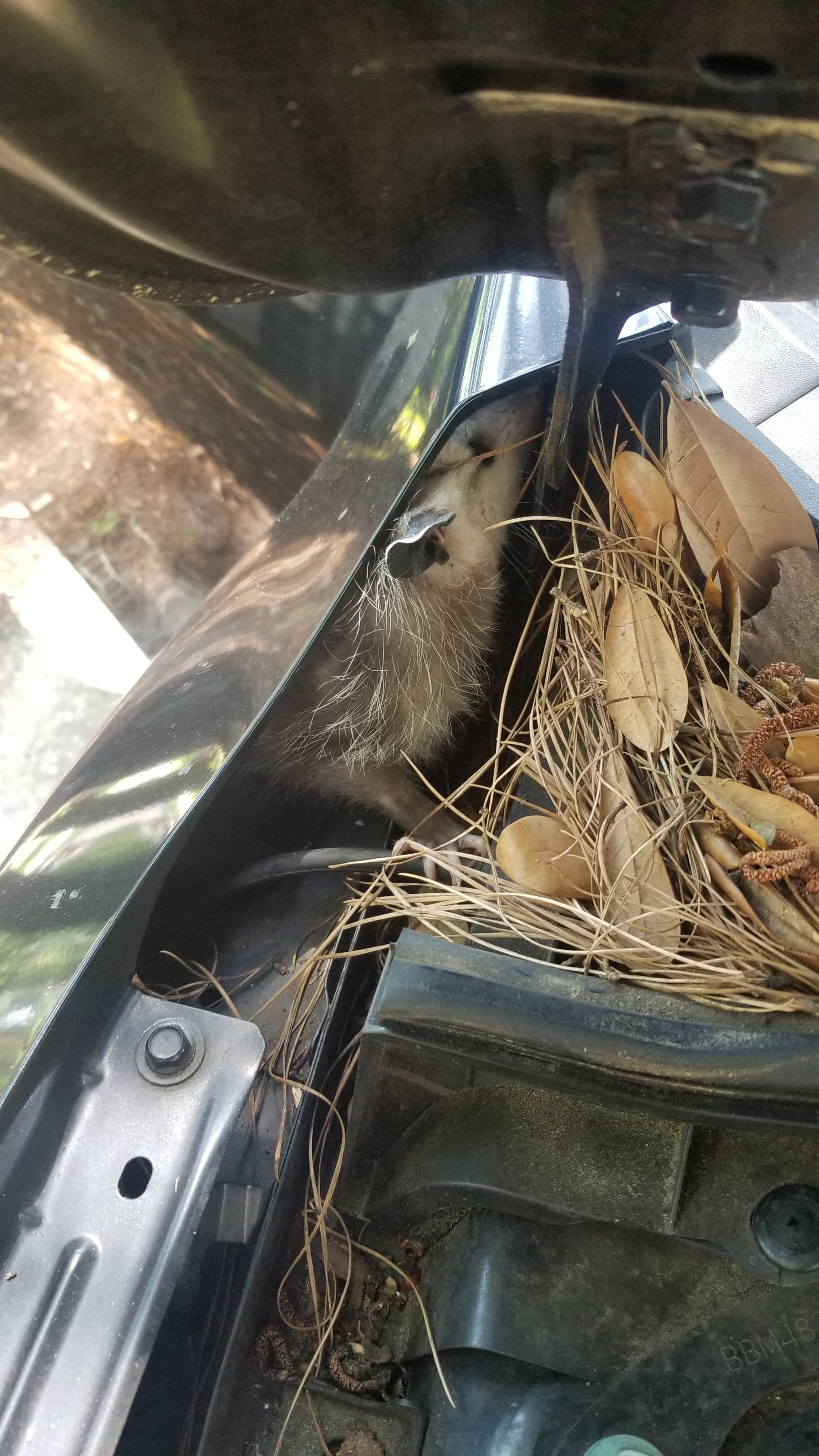 Cat food, LEGO, Big Batteries, An Opossum, and Cat Posers - MyConfinedSpace