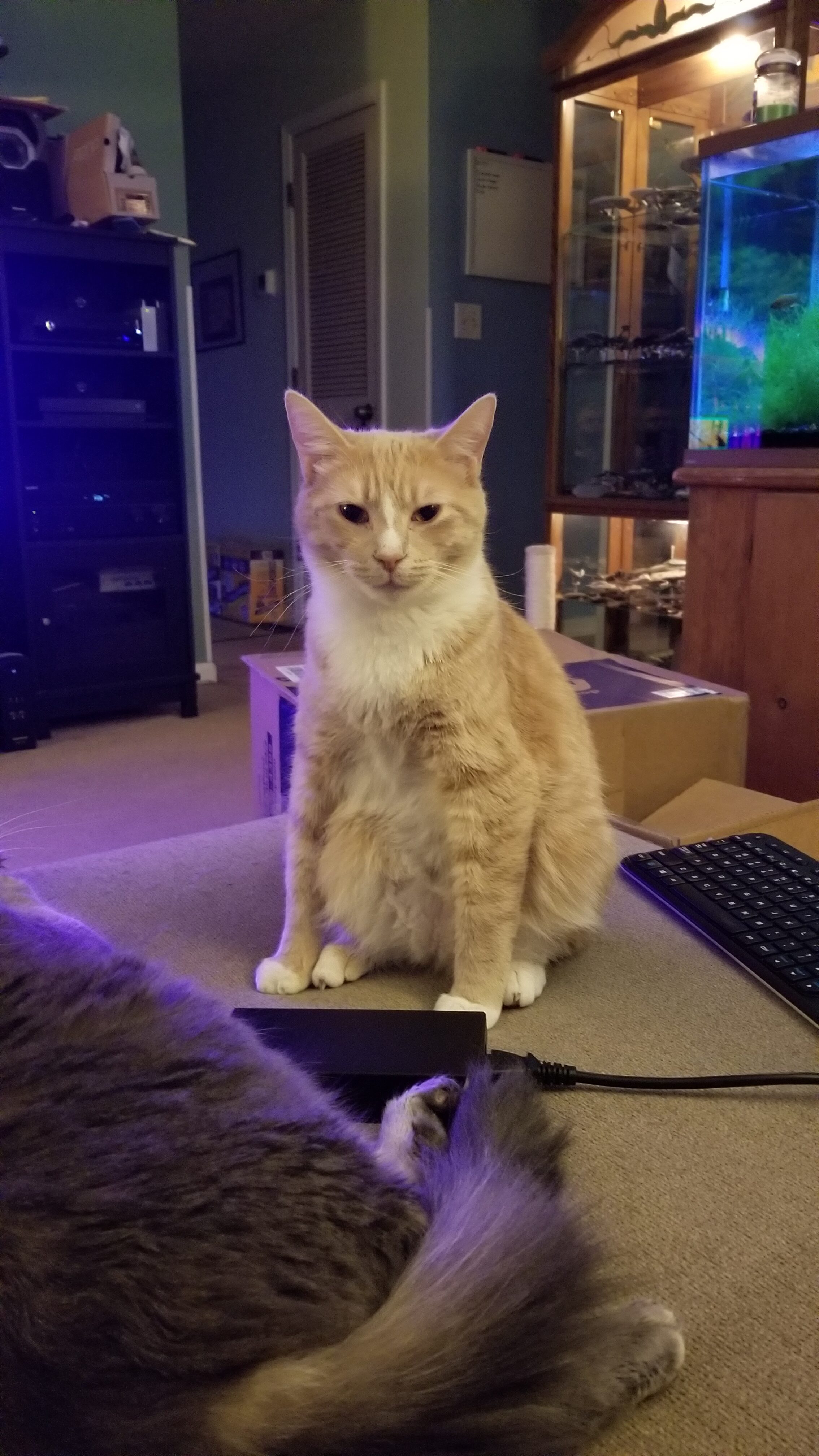 Cat food, LEGO, Big Batteries, An Opossum, and Cat Posers - MyConfinedSpace